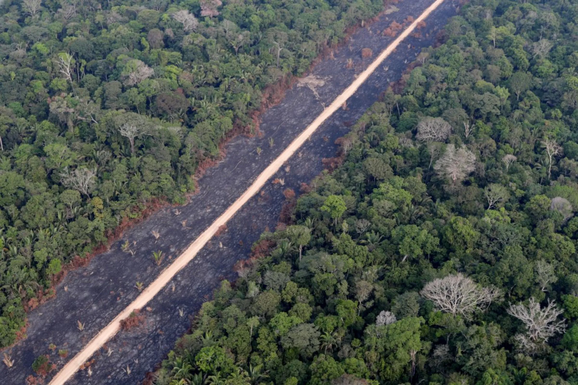 Amazon rainforest cut down to build road for climate summit ...